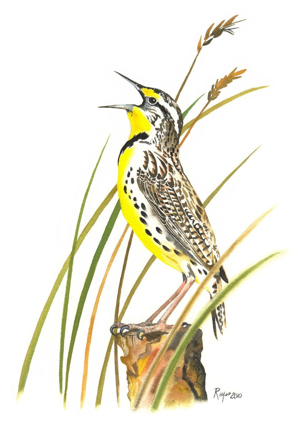 Western Meadowlark / Bird Watercolor Art / Limited Edition Double ...