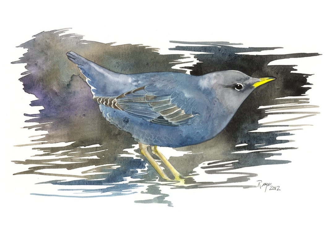 American Dipper / Bird Watercolor Art / Limited Edition Double-matted ...