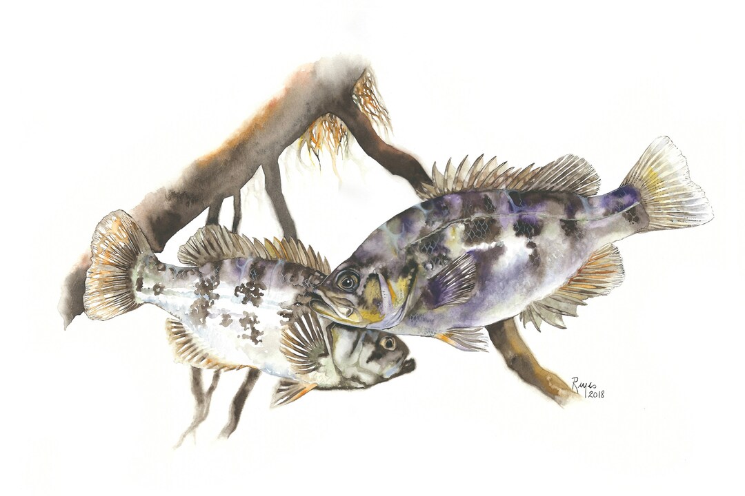 Sacramento Perch / Fish Watercolor Art / Limited Edition Double-matted ...