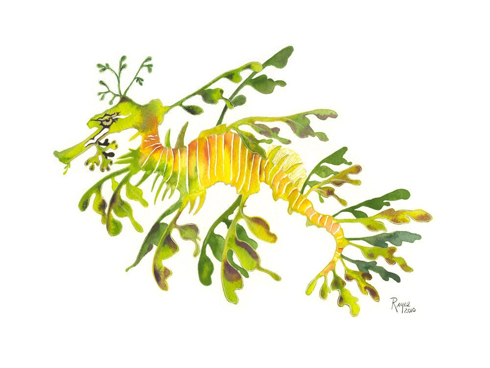 Leafy Sea Dragon Drawing