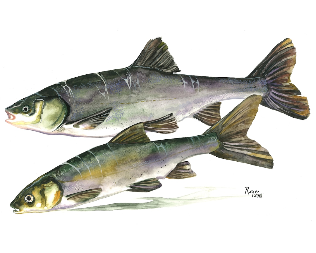 Sacramento Blackfish (california Native Fish) / Fish Gouache Art ...