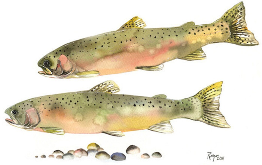 Steelhead Trout / Fish Watercolor Art / Limited Edition Double-matted ...