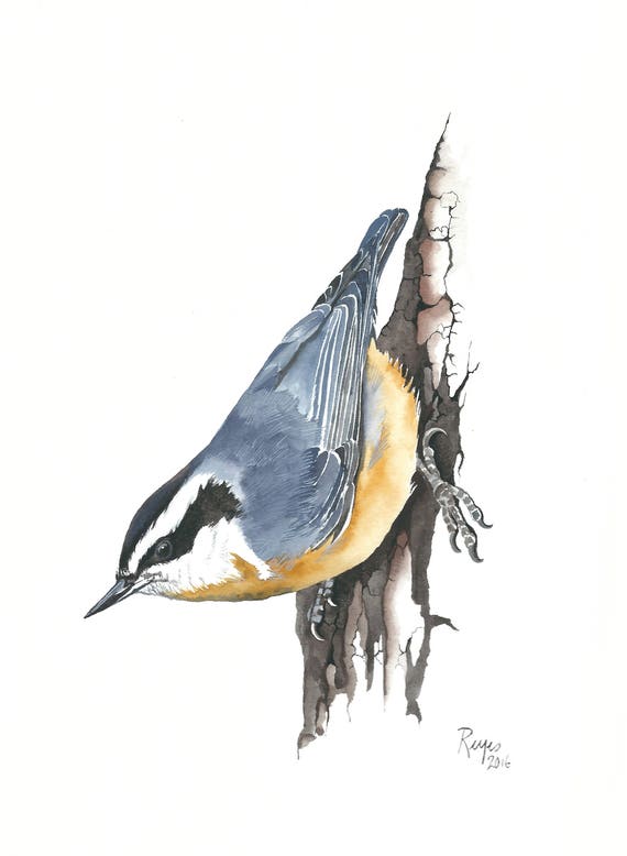 Red-breasted Nuthatch / Bird Watercolor Art / Limited Edition - Etsy