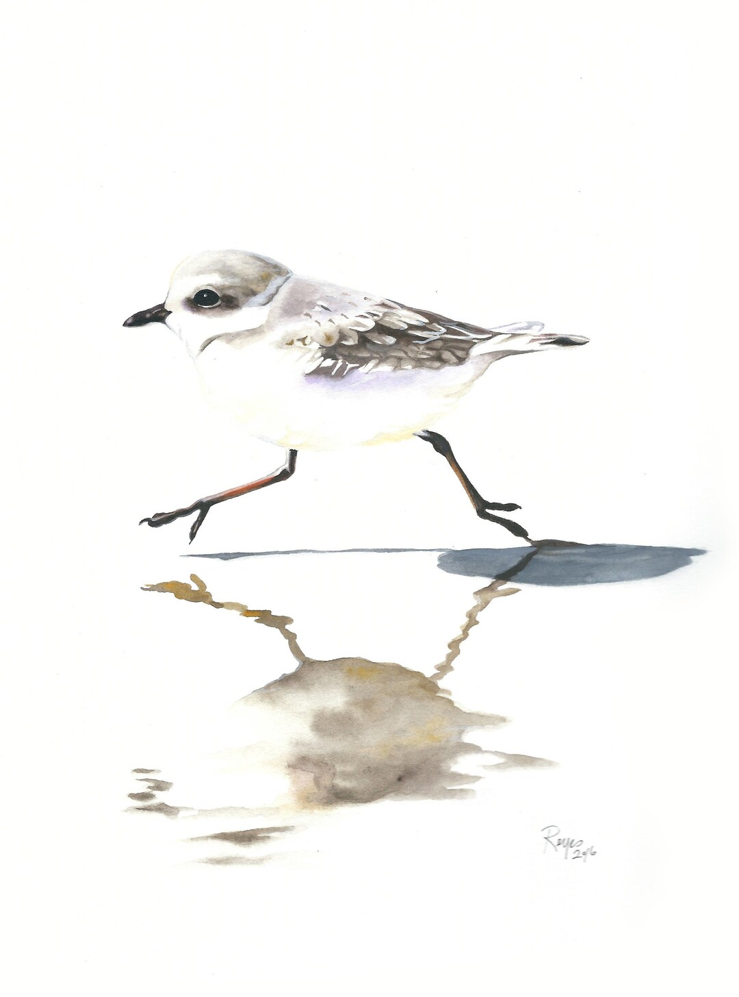 Snowy Plover / Bird Watercolor Art / Limited Edition Double-matted ...