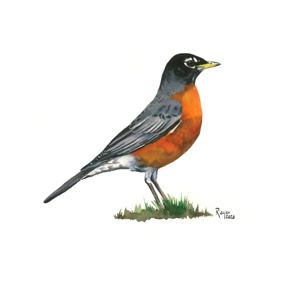 American Robin Drawing