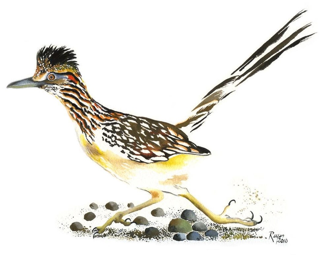 Greater Roadrunner / Bird Watercolor Art / Limited Edition Double ...