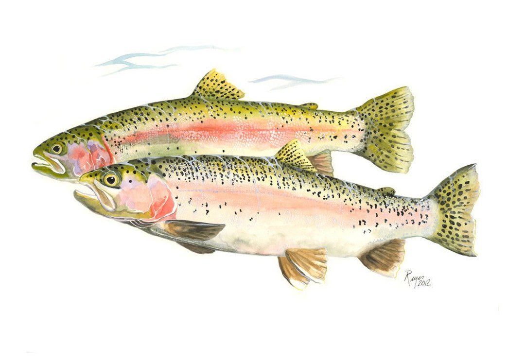 Steelhead Trout / Fish Watercolor Art / Limited Edition Double-matted ...