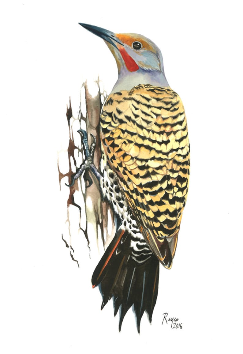 Northern Flicker / Bird Watercolor Art / Limited Edition - Etsy