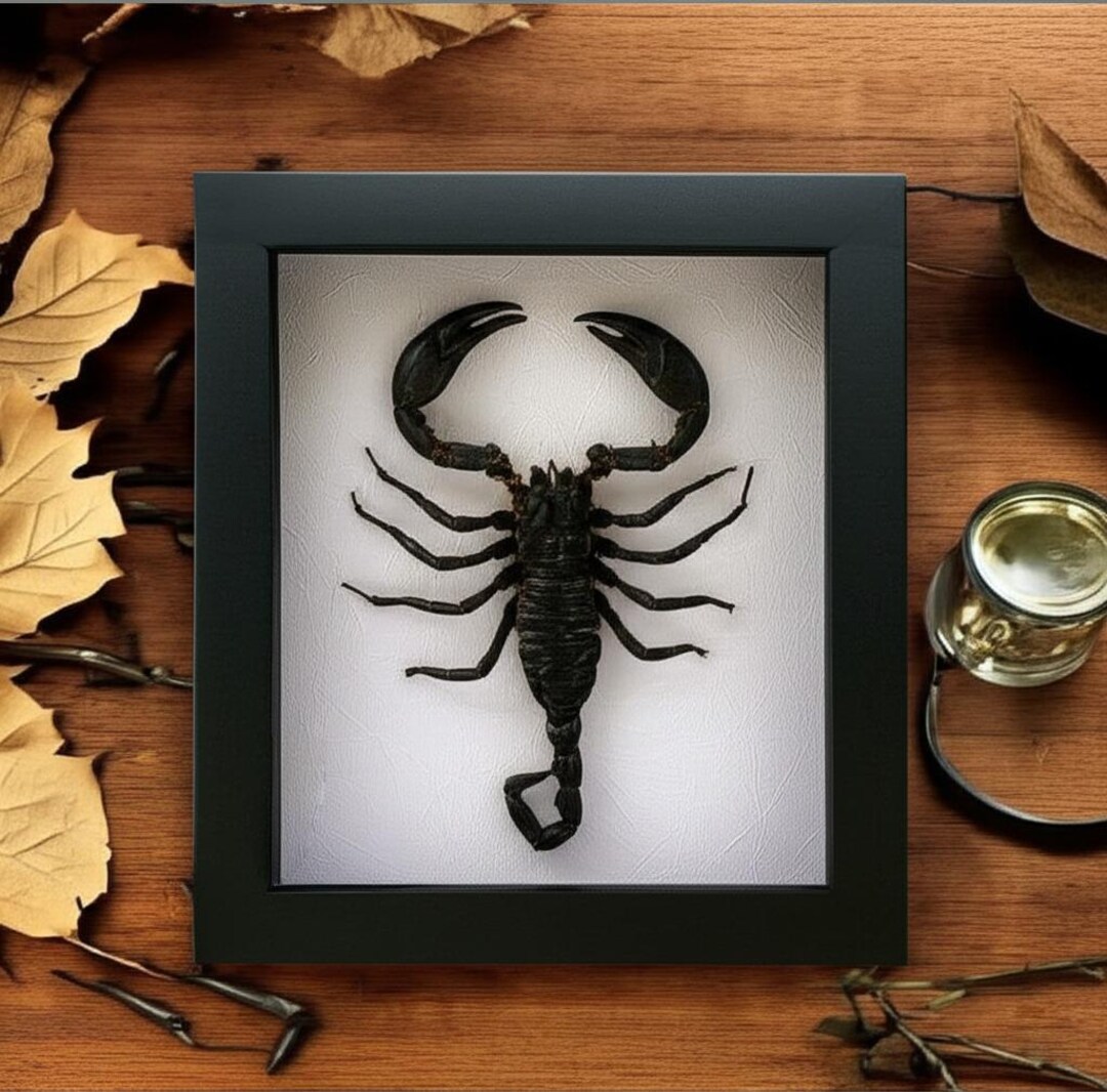Framed Black Scorpion – Real Preserved Insect Art – Minimalist Bug Wall ...