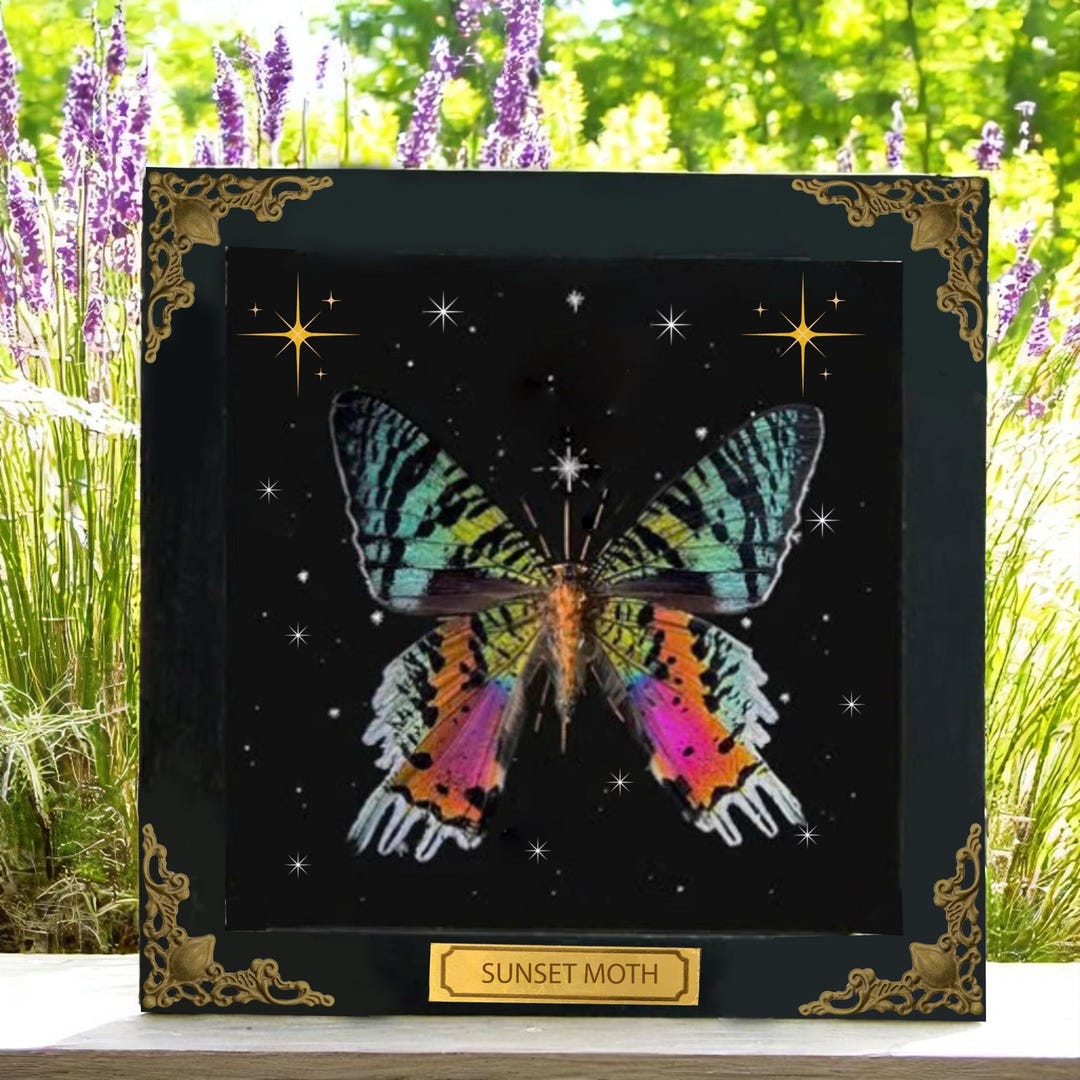 Sunset Moth in Frame - Rainbow Moth Specimen - Real Insect Wall Art ...