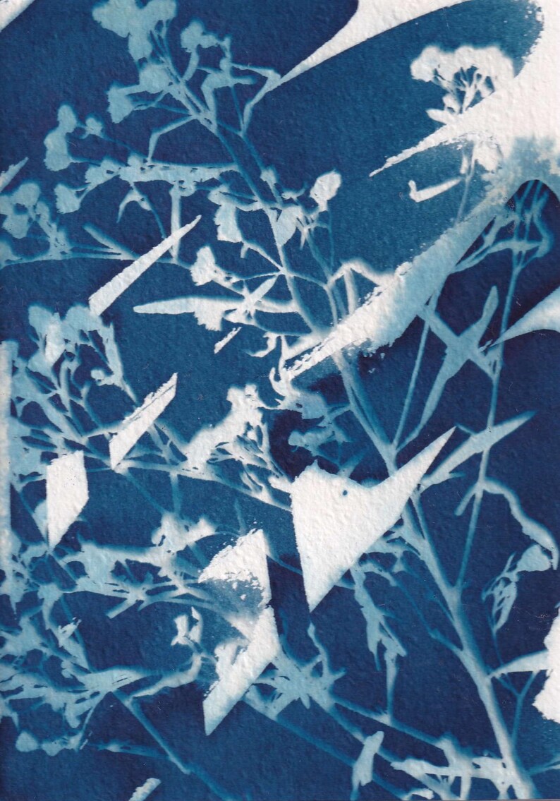 Original Cyanotype Sunprint Wildflowers in A4 Mount - Etsy