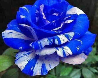 Dragon Rose Seeds - Etsy