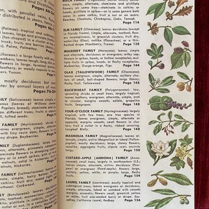 Vintage 1968 Golden A Guide to Field Identification: Trees of North ...