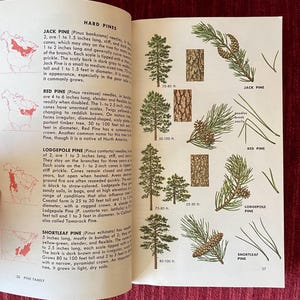 Vintage 1968 Golden A Guide to Field Identification: Trees of North ...