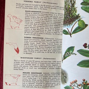 Vintage 1968 Golden A Guide to Field Identification: Trees of North ...
