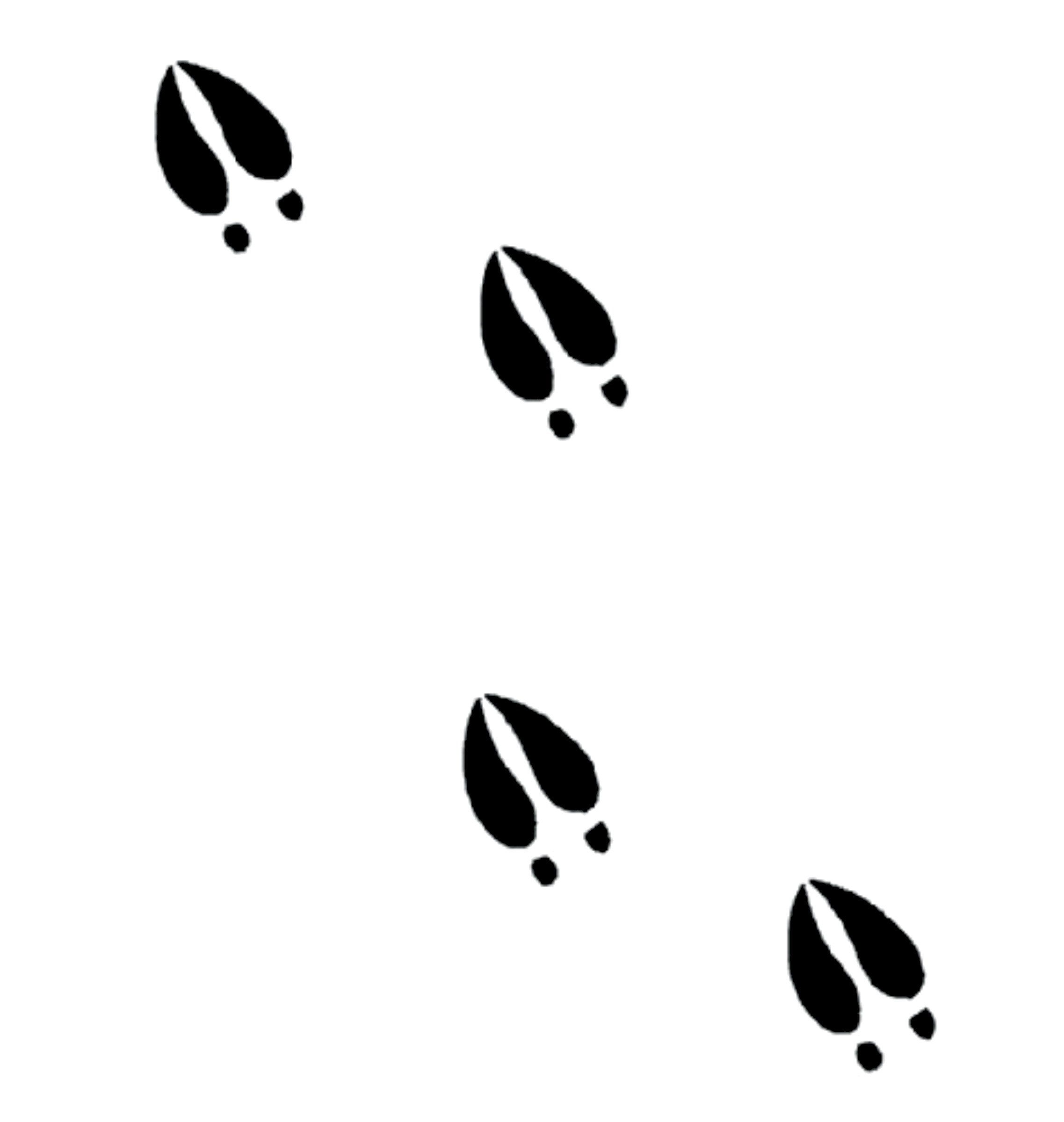 Deer Tracks - Set of 12 - Life Sized - Etsy