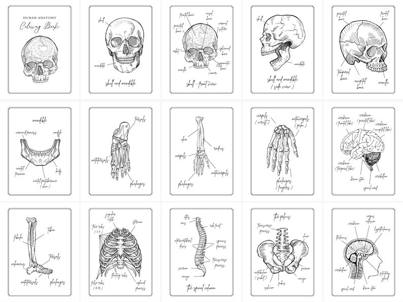 Anatomy Coloring Book, Canva Design, Educational Pages, Medical Study ...