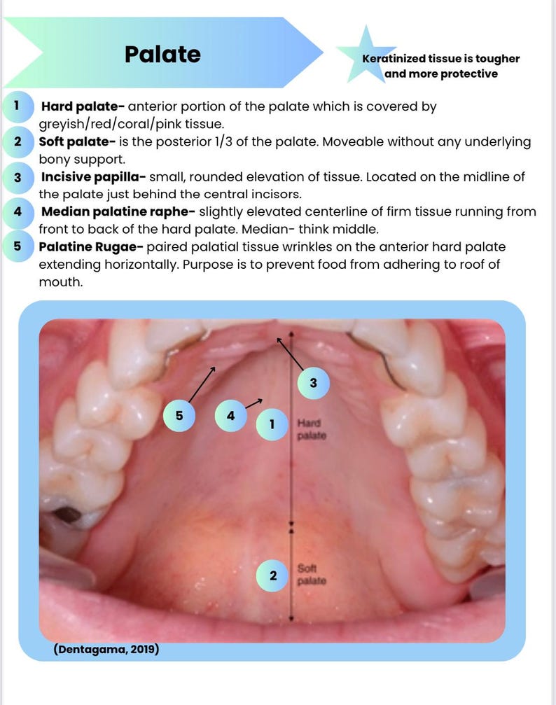 Dental Hygiene Student Notes- Orofacial Anatomy Part 1 - Etsy