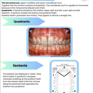 Dental Hygiene Student Notes- Orofacial Anatomy Part 1 - Etsy