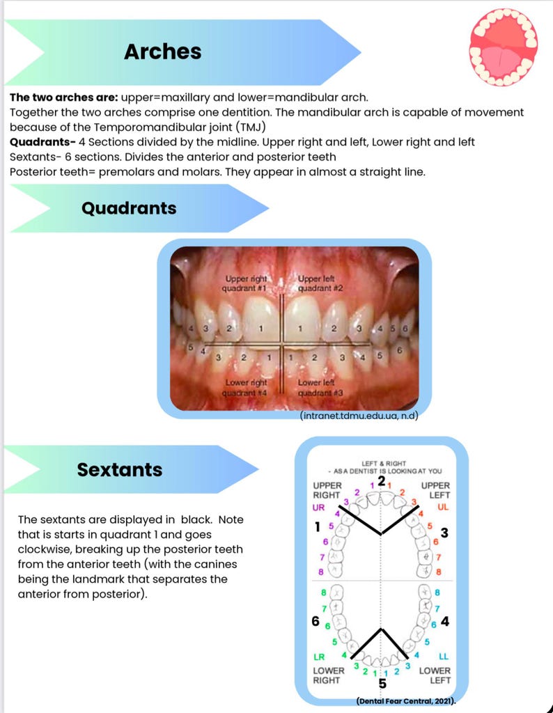 Dental Hygiene Student Notes- Orofacial Anatomy Part 1 - Etsy