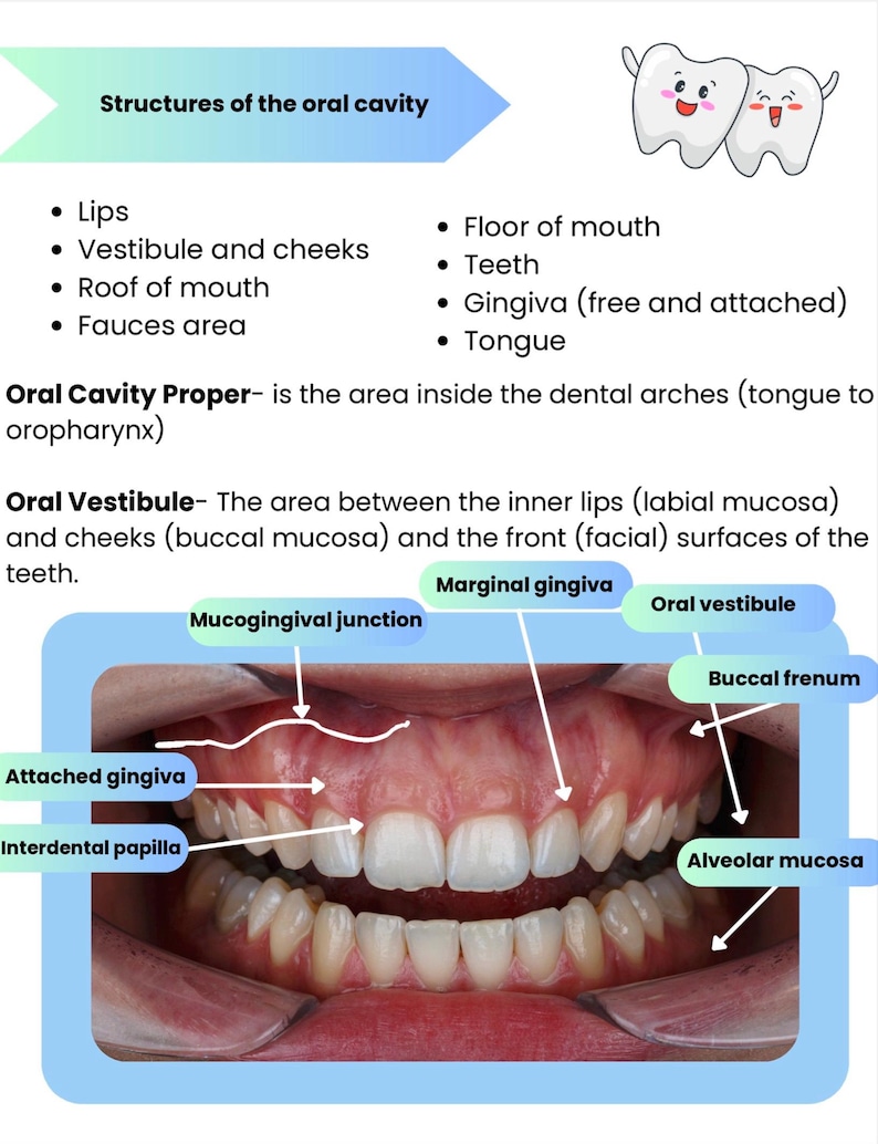 Dental Hygiene Student Notes- Orofacial Anatomy Part 1 - Etsy