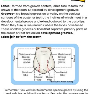Dental Hygiene Student Notes- Orofacial Anatomy Part 2 - Etsy
