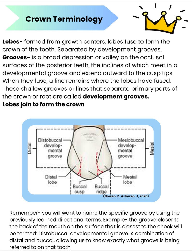 Dental Hygiene Student Notes- Orofacial Anatomy Part 2 - Etsy