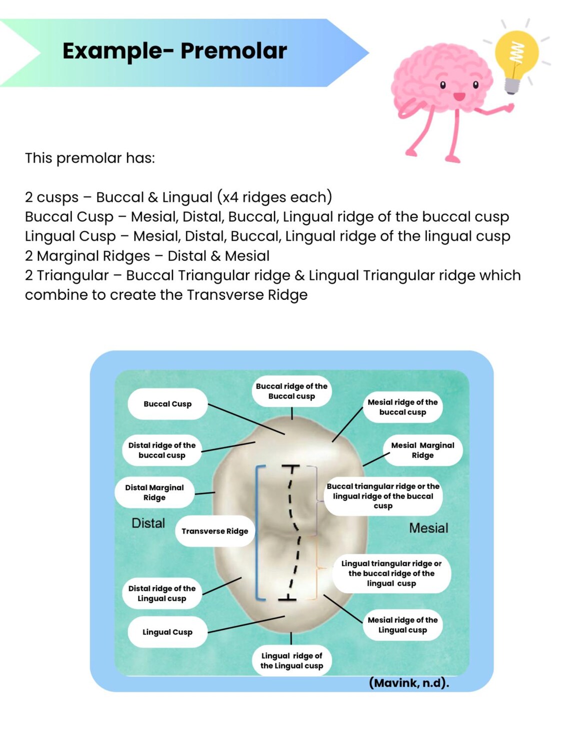 Dental Hygiene Student Notes- Orofacial Anatomy Part 2 - Etsy