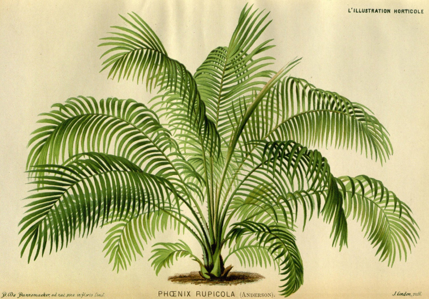 New Embroidered Palm Tree Pillow New 12 X 16 Insert — Item 189 - Etsy