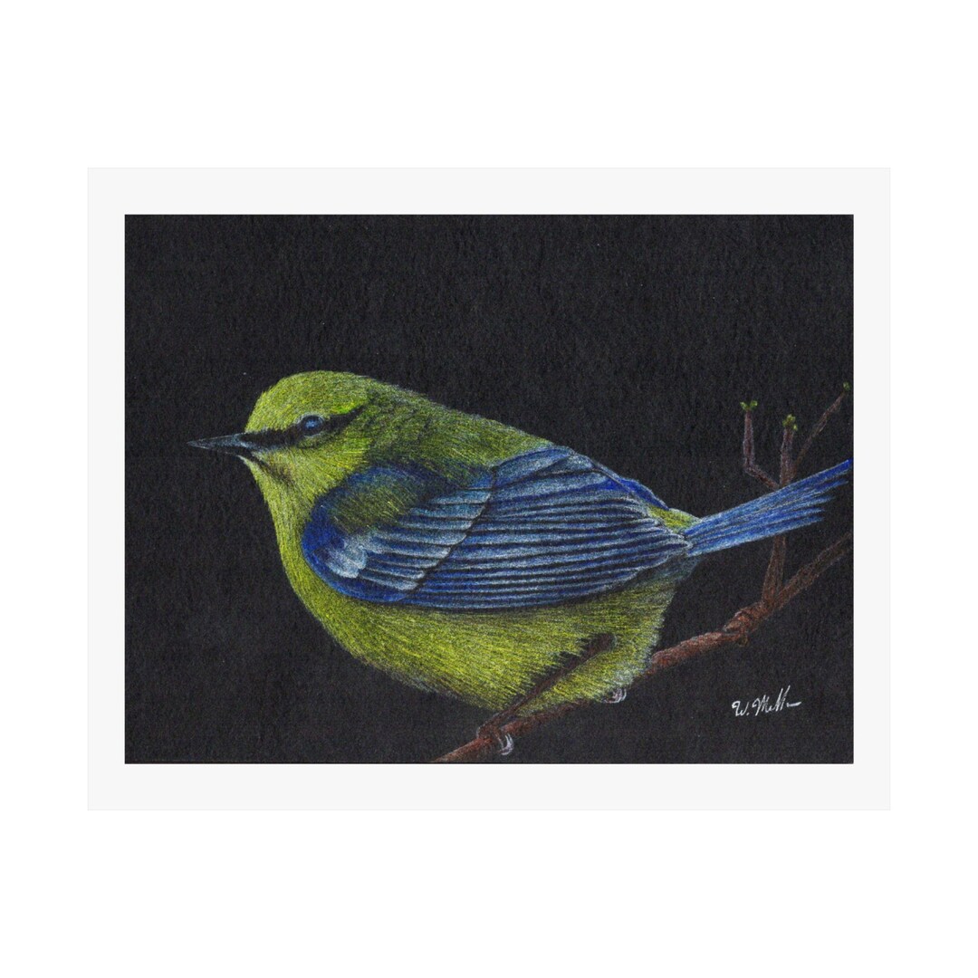 Blue-winged Warbler - Colored Pencil Drawing - Art Print on Matte ...