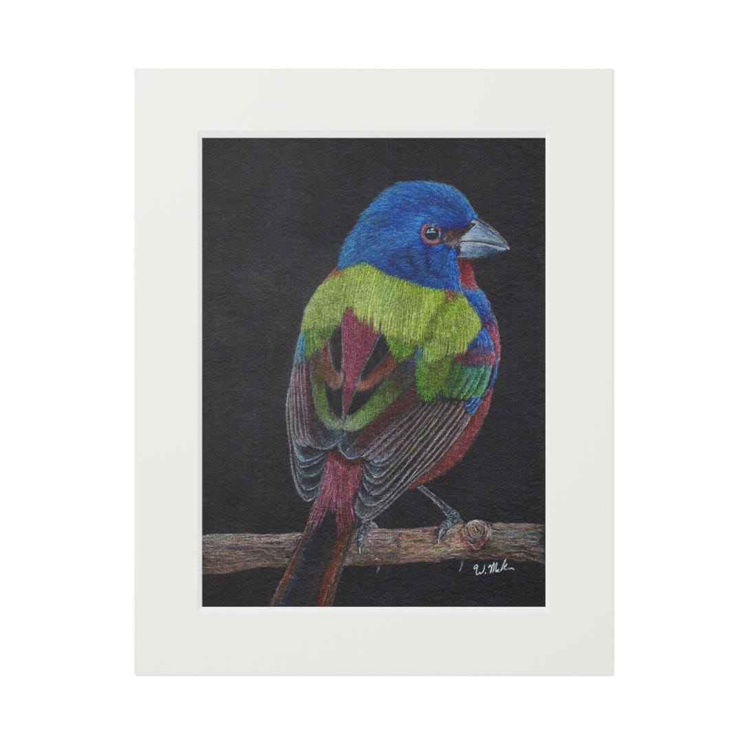 Painted Bunting - Colored Pencil Drawing - Art Print With Passepartout ...