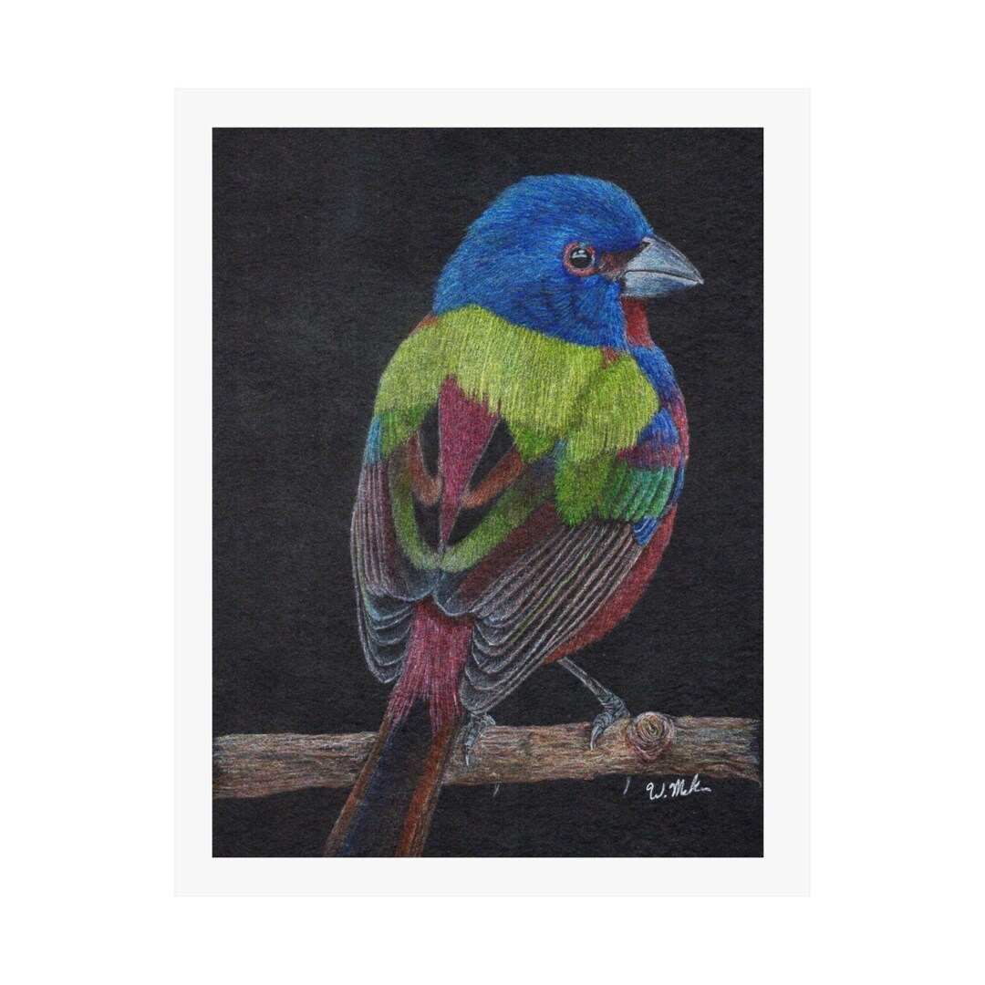 Painted Bunting - Colored Pencil Drawing - Art Print on Matte Poster ...