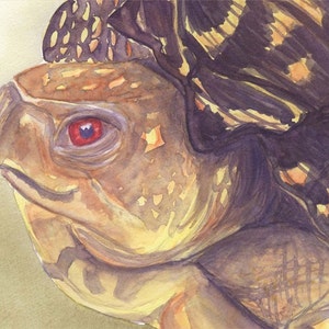 Garden Box Turtle - Original Painting, Watercolor - Etsy