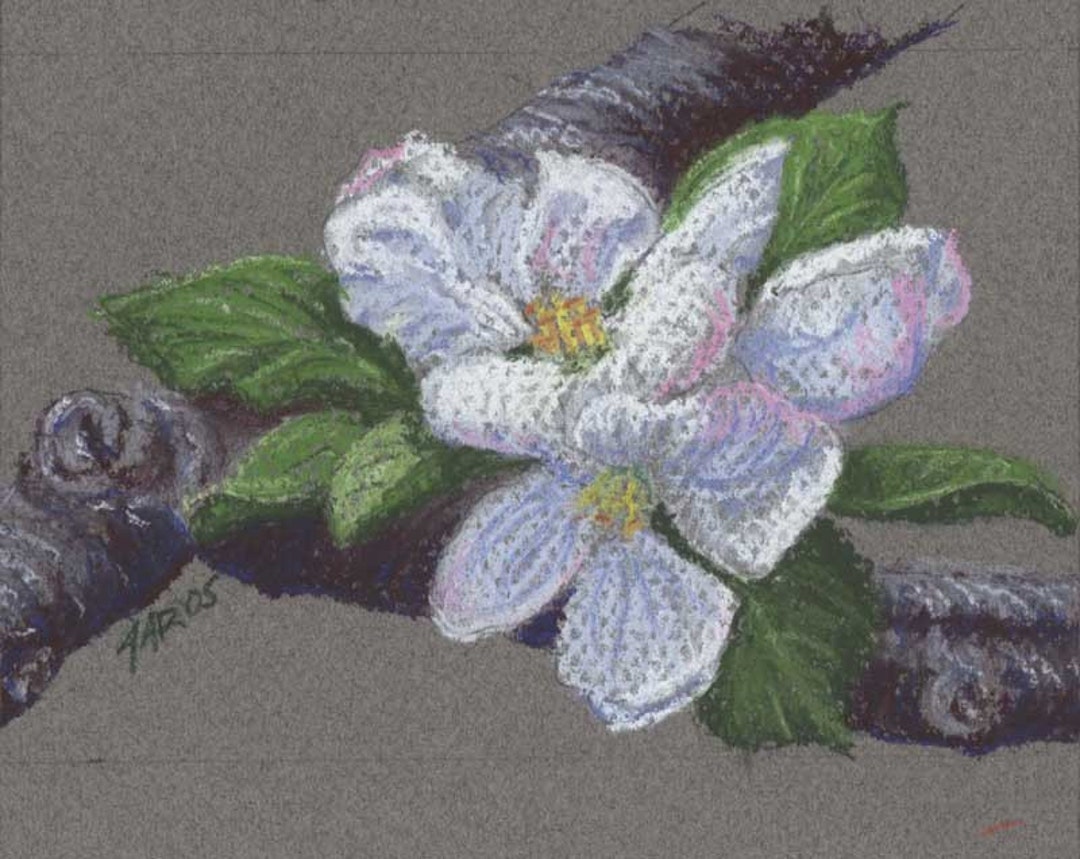 Apple Blossom - Giclee Reproduction Print - Etsy