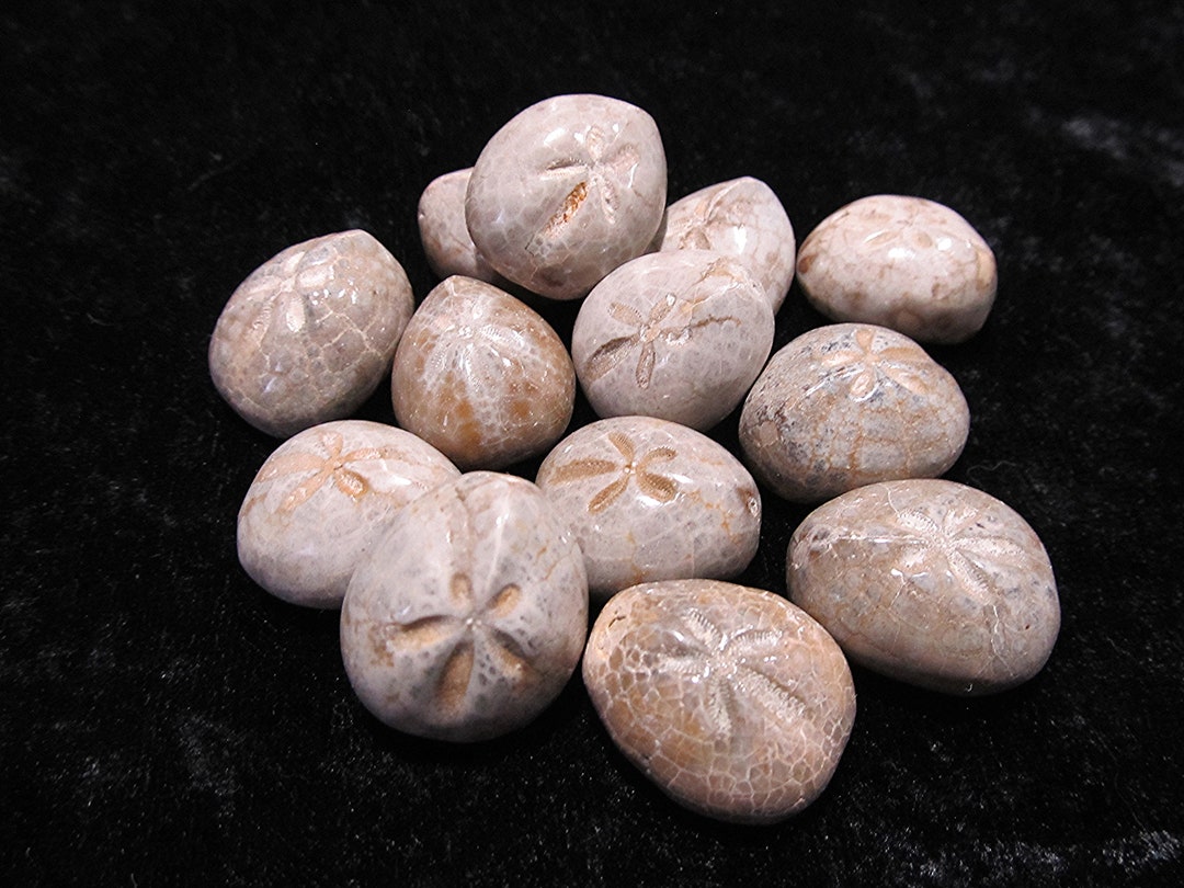 Fossil Sand Dollar Urchin Sea Biscuit Cabochon Stones Priced per Stone ...