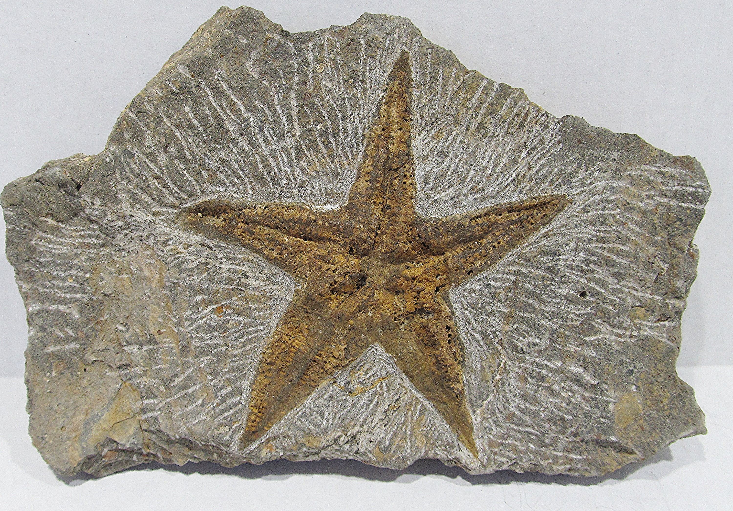 Asteroidea Fossils
