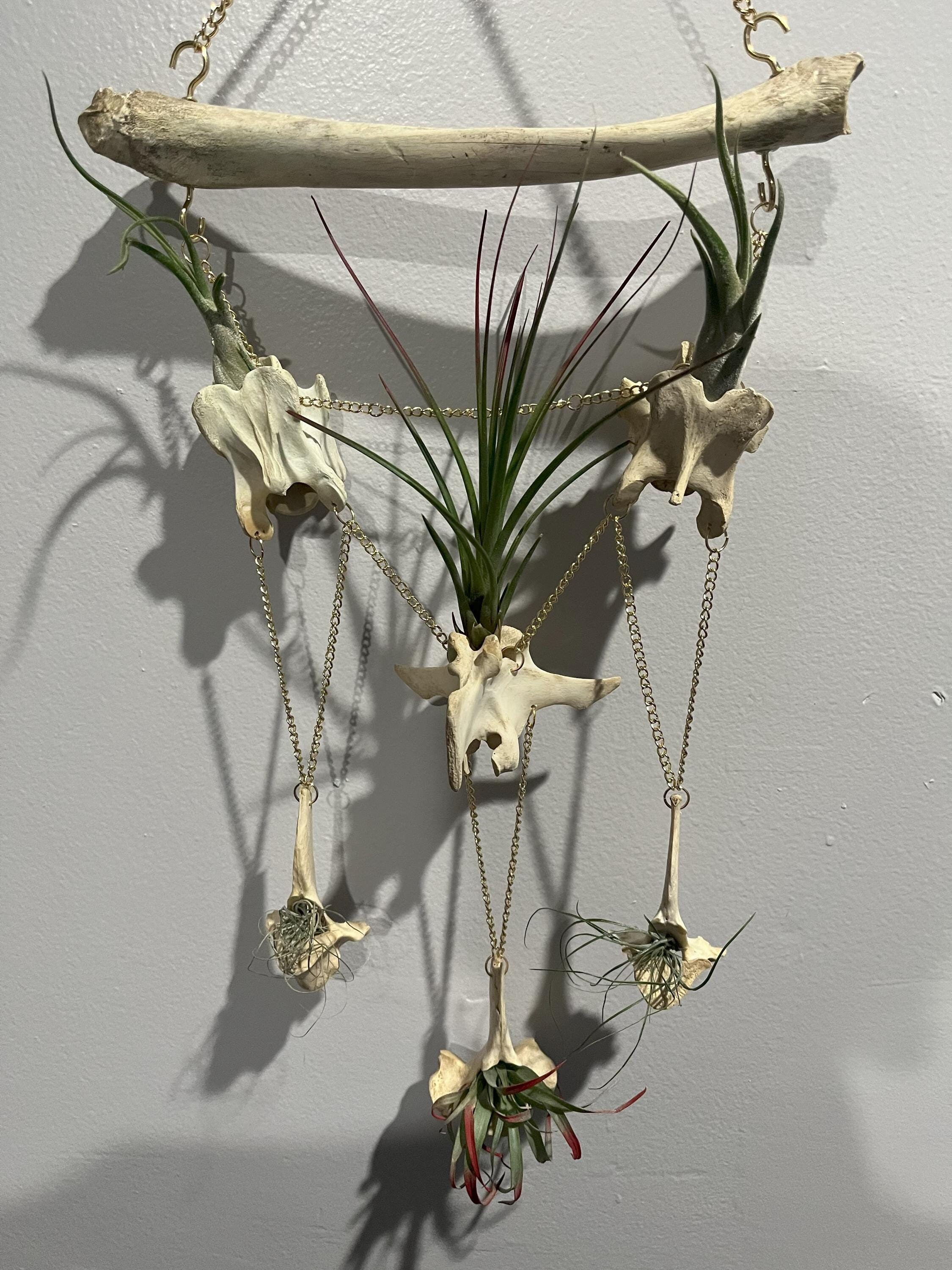 Small Deer Bone Vertebrae Air Plant Hanging Garden - Etsy