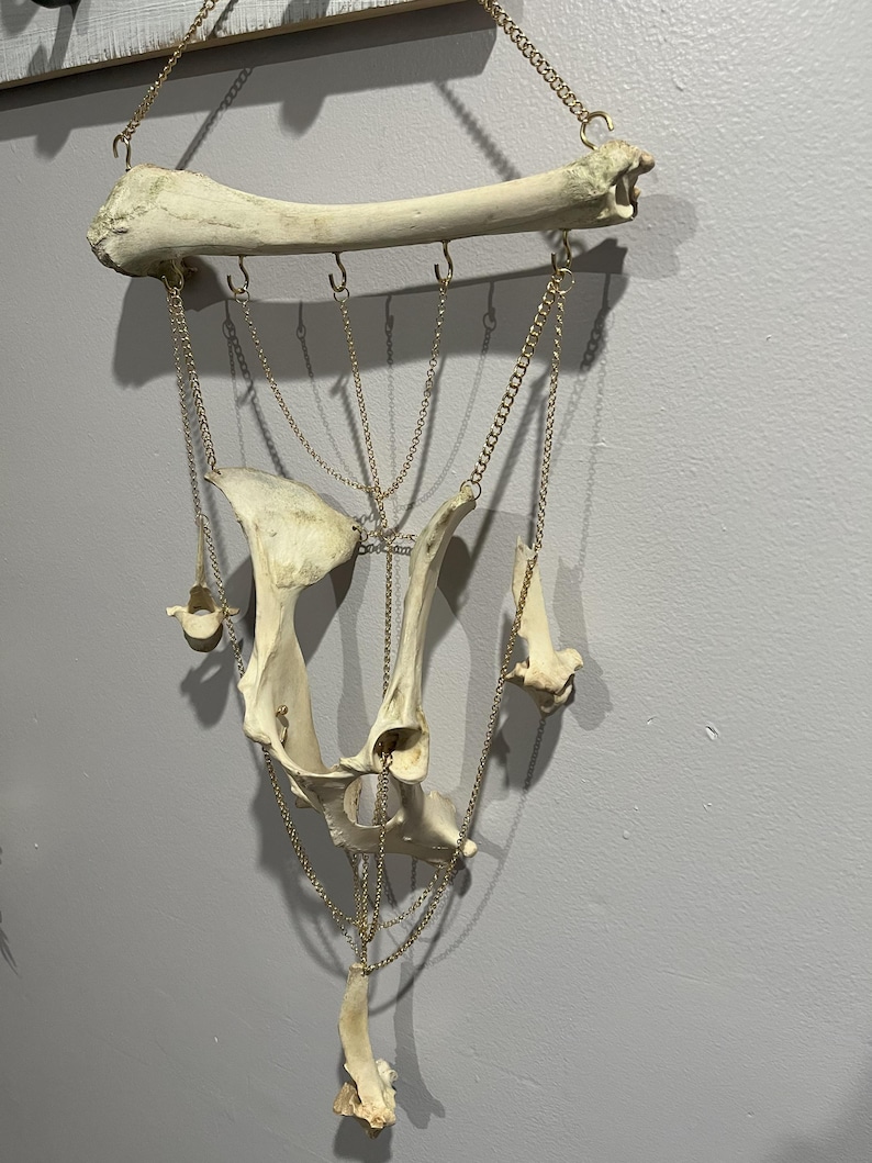 Deer Bone Pelvis Hanging With Gold Chain - Etsy