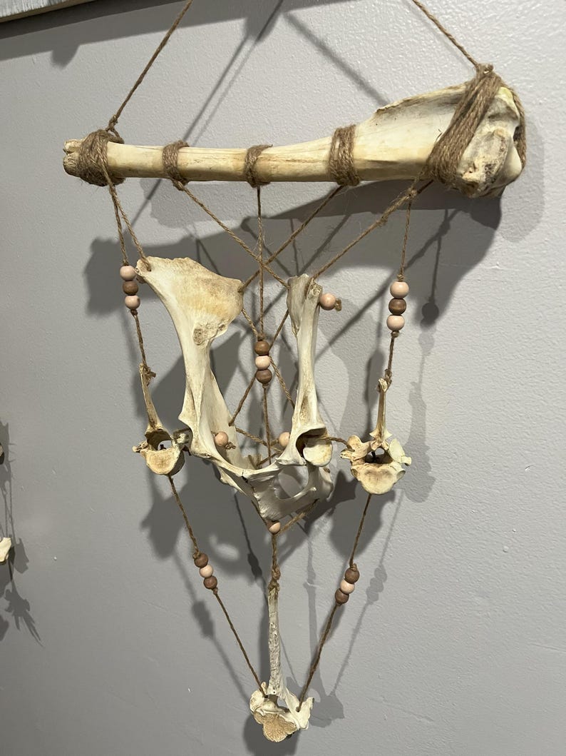 Deer Bone Pelvis Hanging With Cord - Etsy