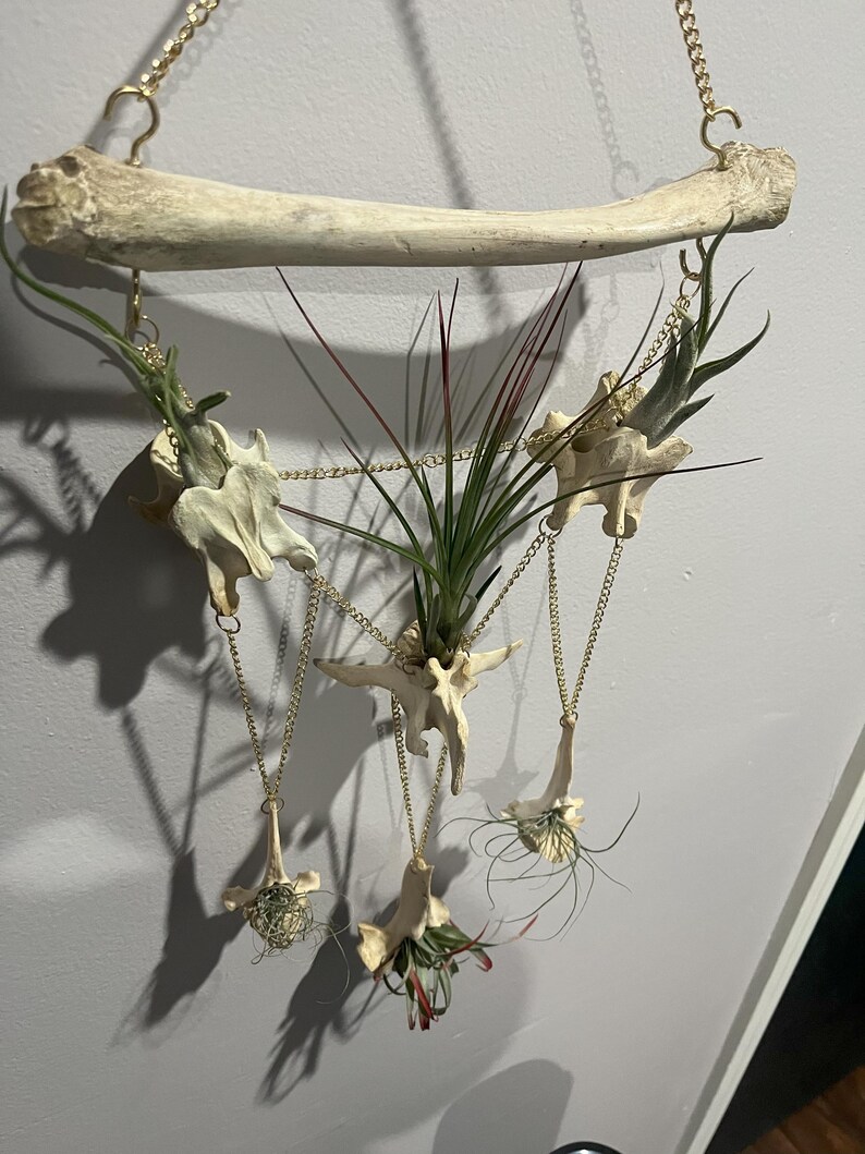 Small Deer Bone Vertebrae Air Plant Hanging Garden - Etsy