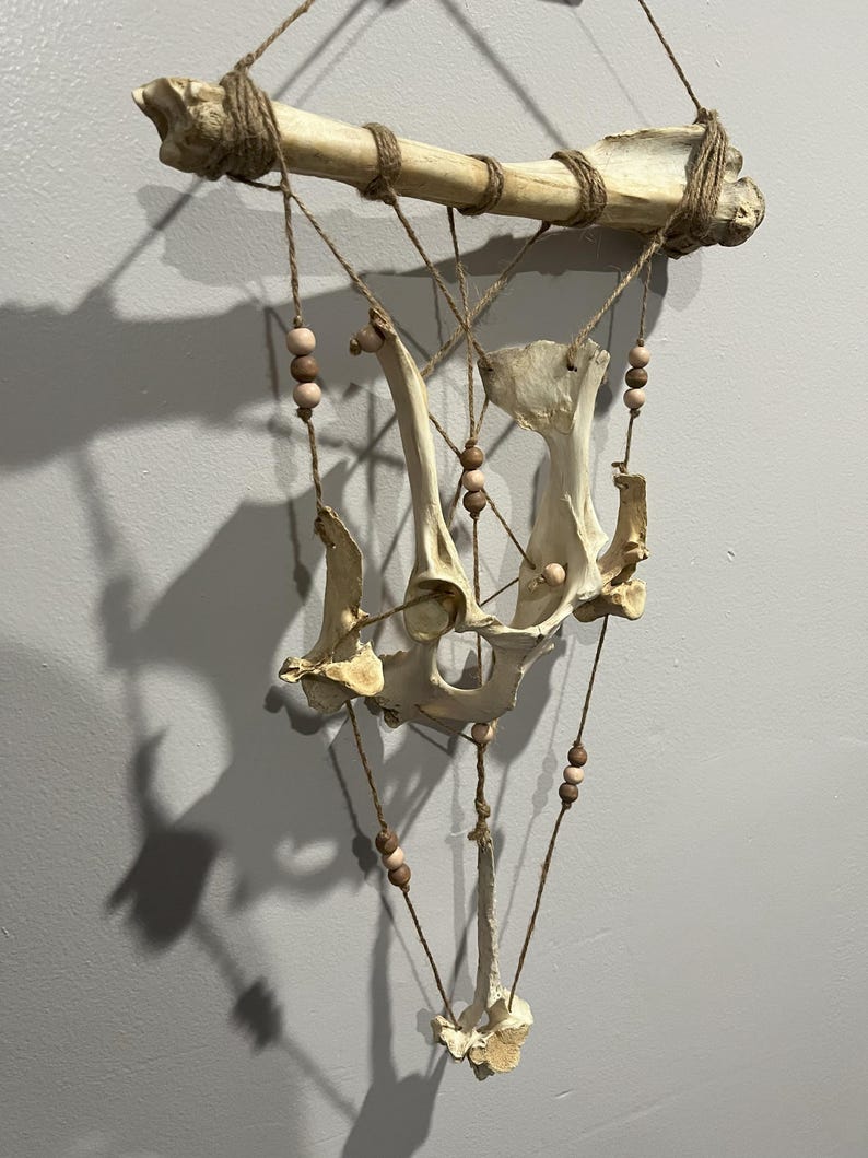 Deer Bone Pelvis Hanging With Cord - Etsy
