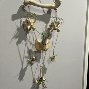 Small Deer Bone Vertebrae Air Plant Hanging Garden - Etsy
