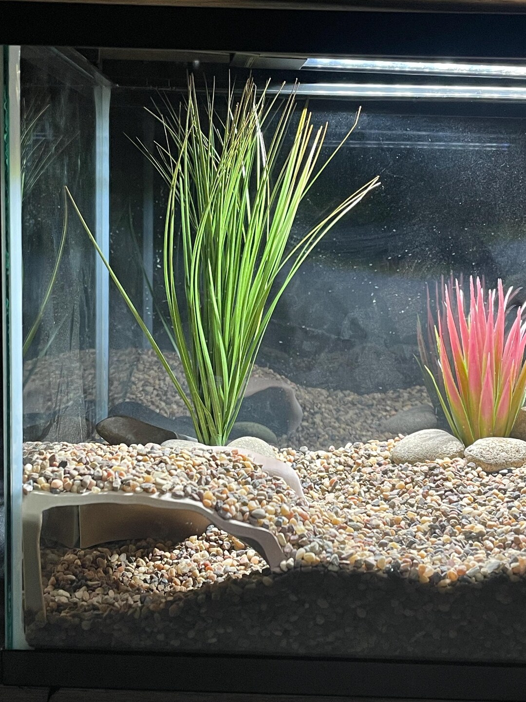 Terrarium/reptile/axolotl Cave - Lizard Lounge /visible Terrarium ...