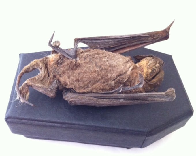 Mummified Bat in Coffin, Preserved Specimen - Etsy