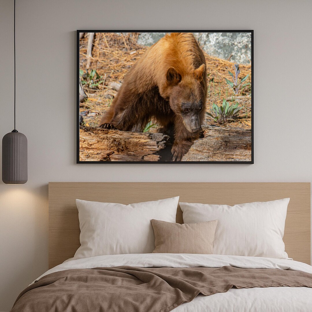 Yosemite Black Bear Print: Rustic Wildlife Photography Wall Art - Etsy