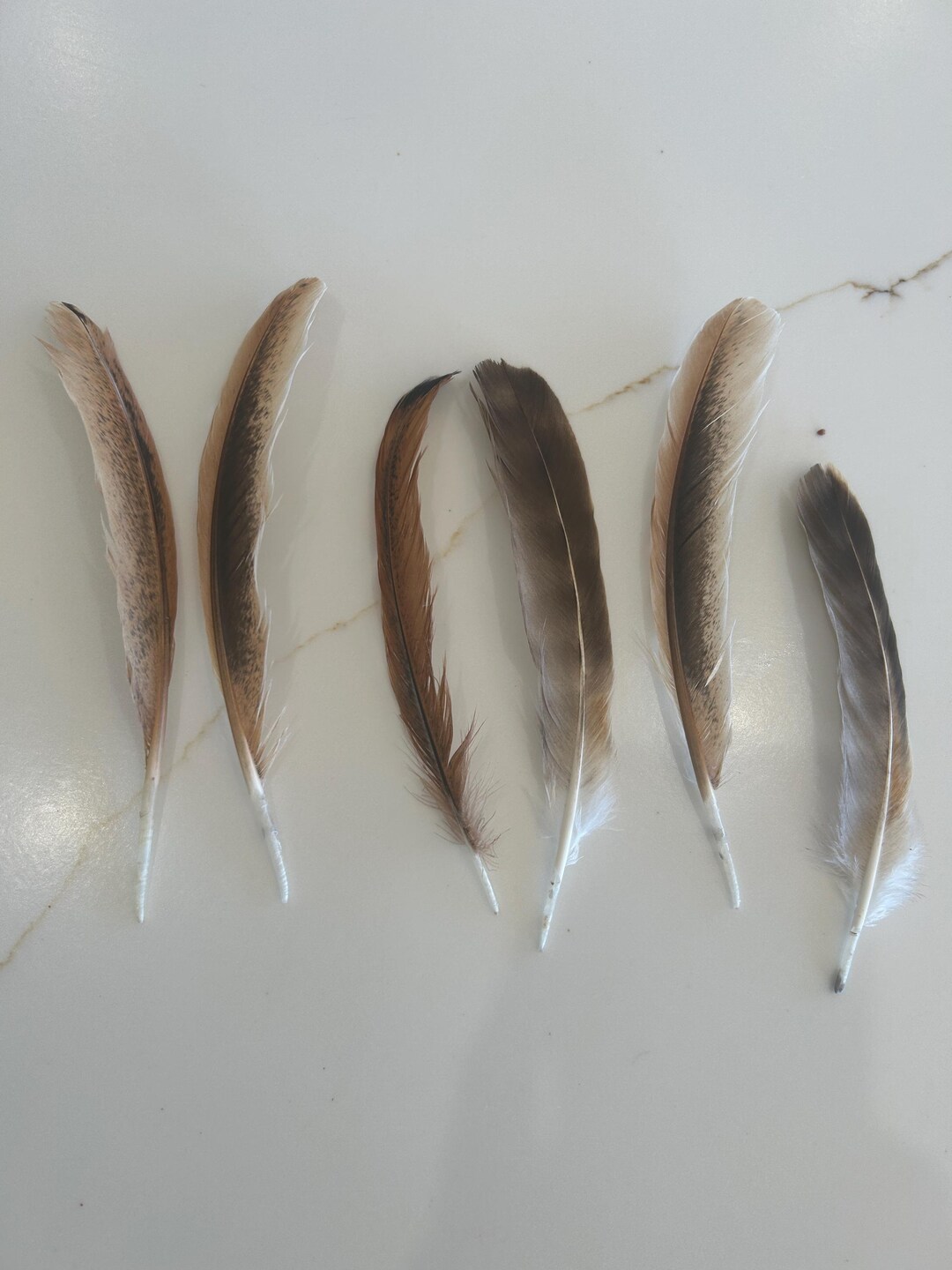 Real Chicken Feathers - Several Batches to Choose From - Ethically ...