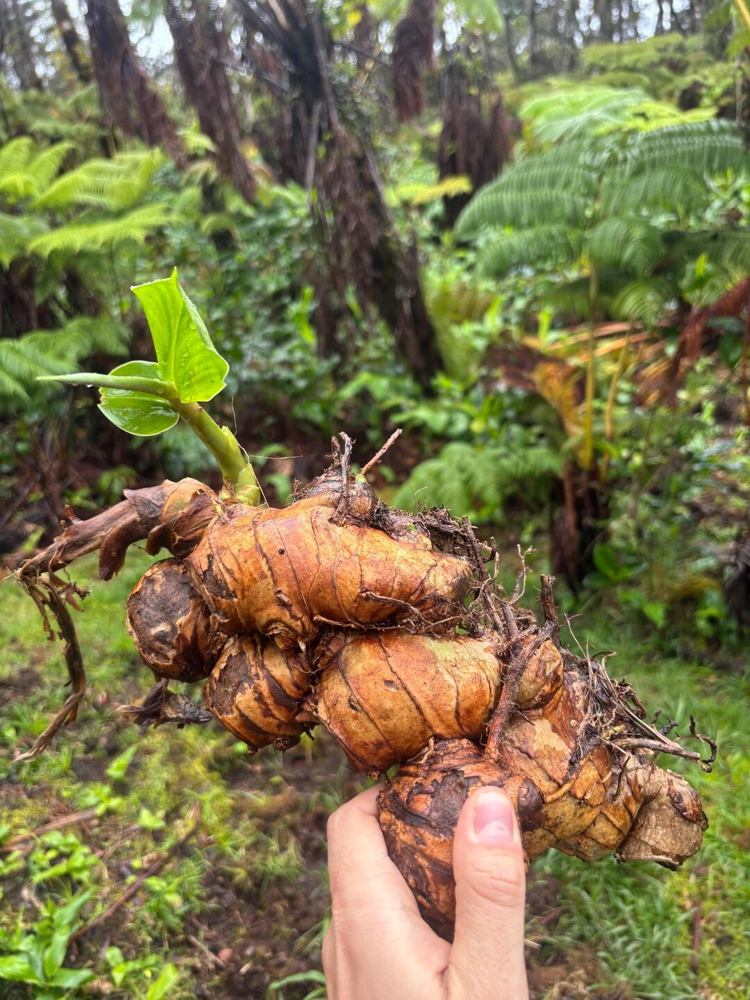 Himalayan Ginger Rhizomes for Sprouting. Kahili Ginger From Hawaii. - Etsy