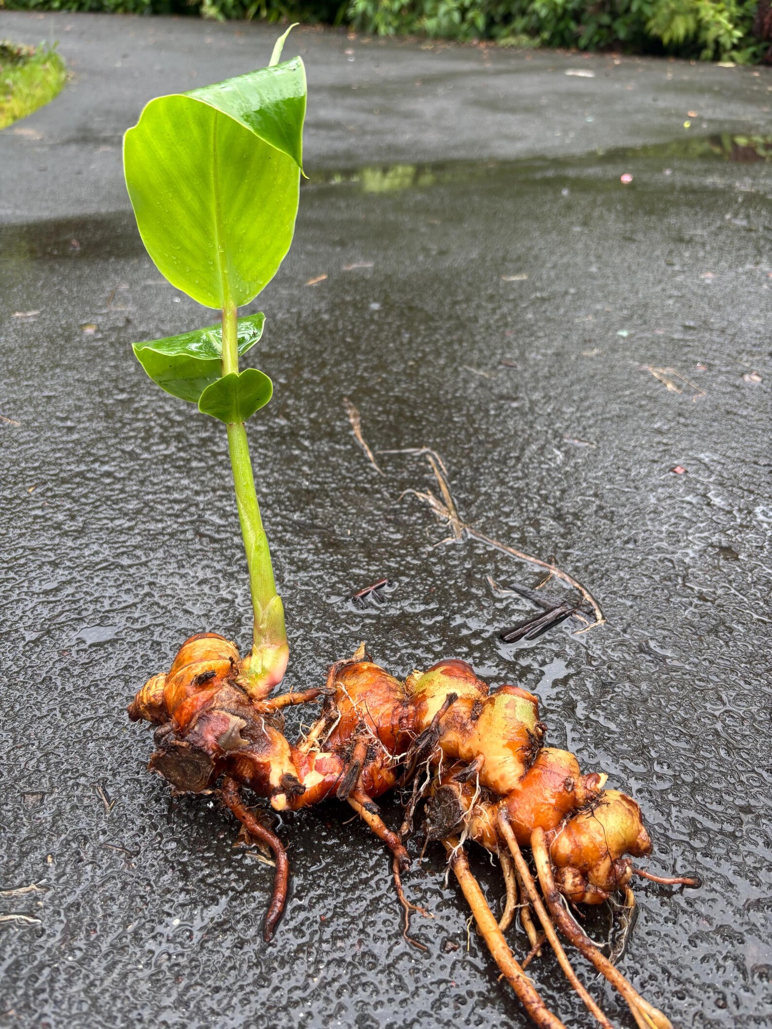 Himalayan Ginger Rhizomes for Sprouting. Kahili Ginger From Hawaii. - Etsy