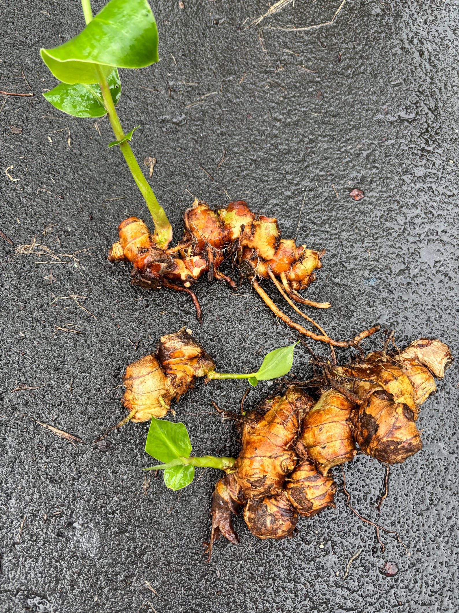 Himalayan Ginger Rhizomes for Sprouting. Kahili Ginger From Hawaii. - Etsy