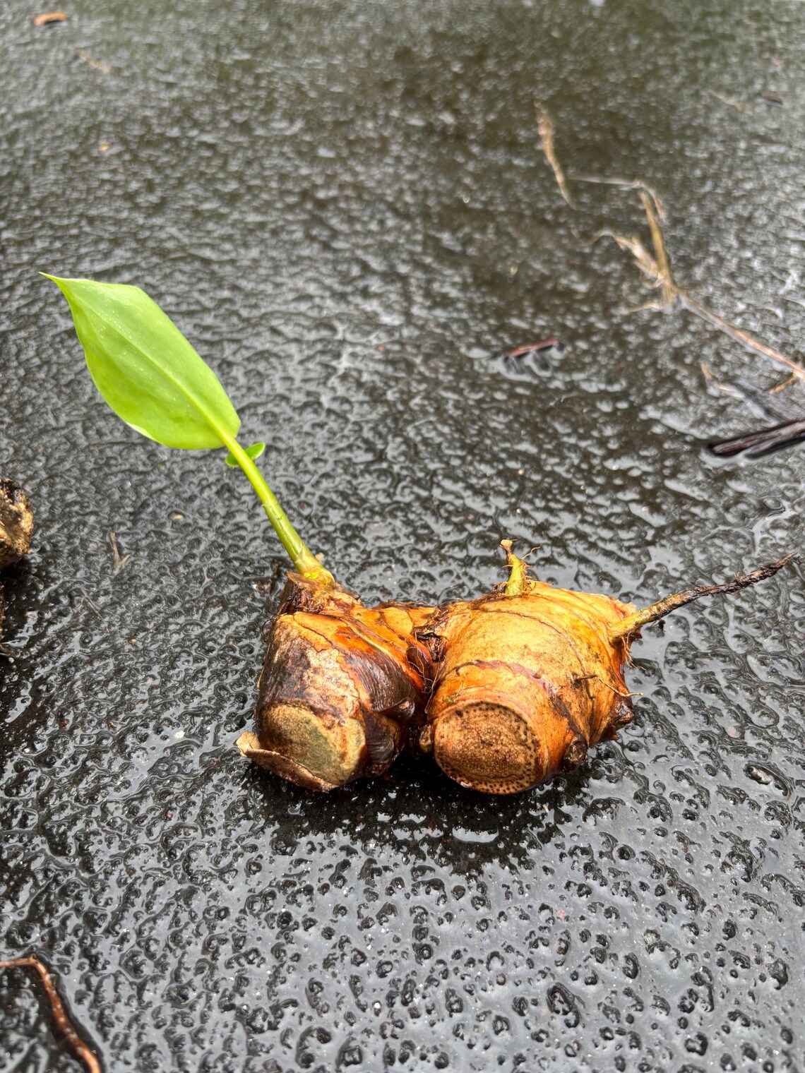 Himalayan Ginger Rhizomes for Sprouting. Kahili Ginger From Hawaii. - Etsy